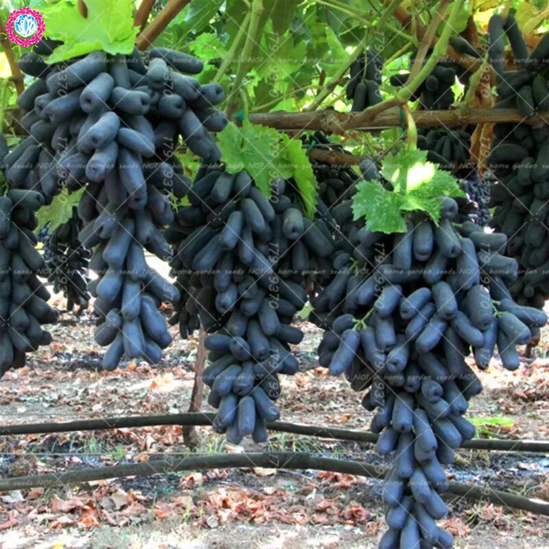Jual BEST QUALITY [IMPORT] 50 Pcs Hitam Jari Anggur Amerika Raksasa ...