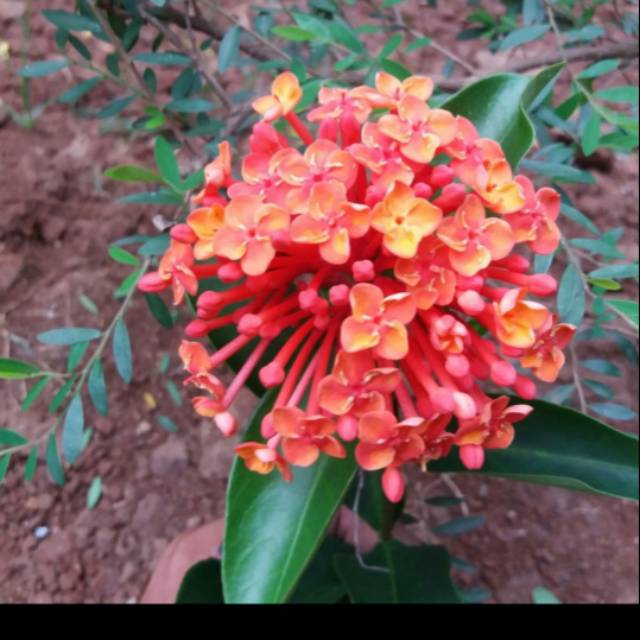 Jual Tanaman asoka-bunga siantan-asoka pagar siantan /TANAMAN HIAS ...