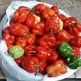 Jual monggo] ( 1 Pack ) Benih Cabe Katokkon Khas Toraja | Super Pedas ...
