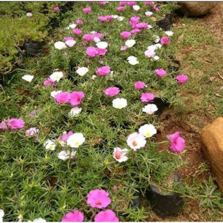 Jual tanaman sutra Bombay/pohon bunga sutra bombay | Shopee Indonesia