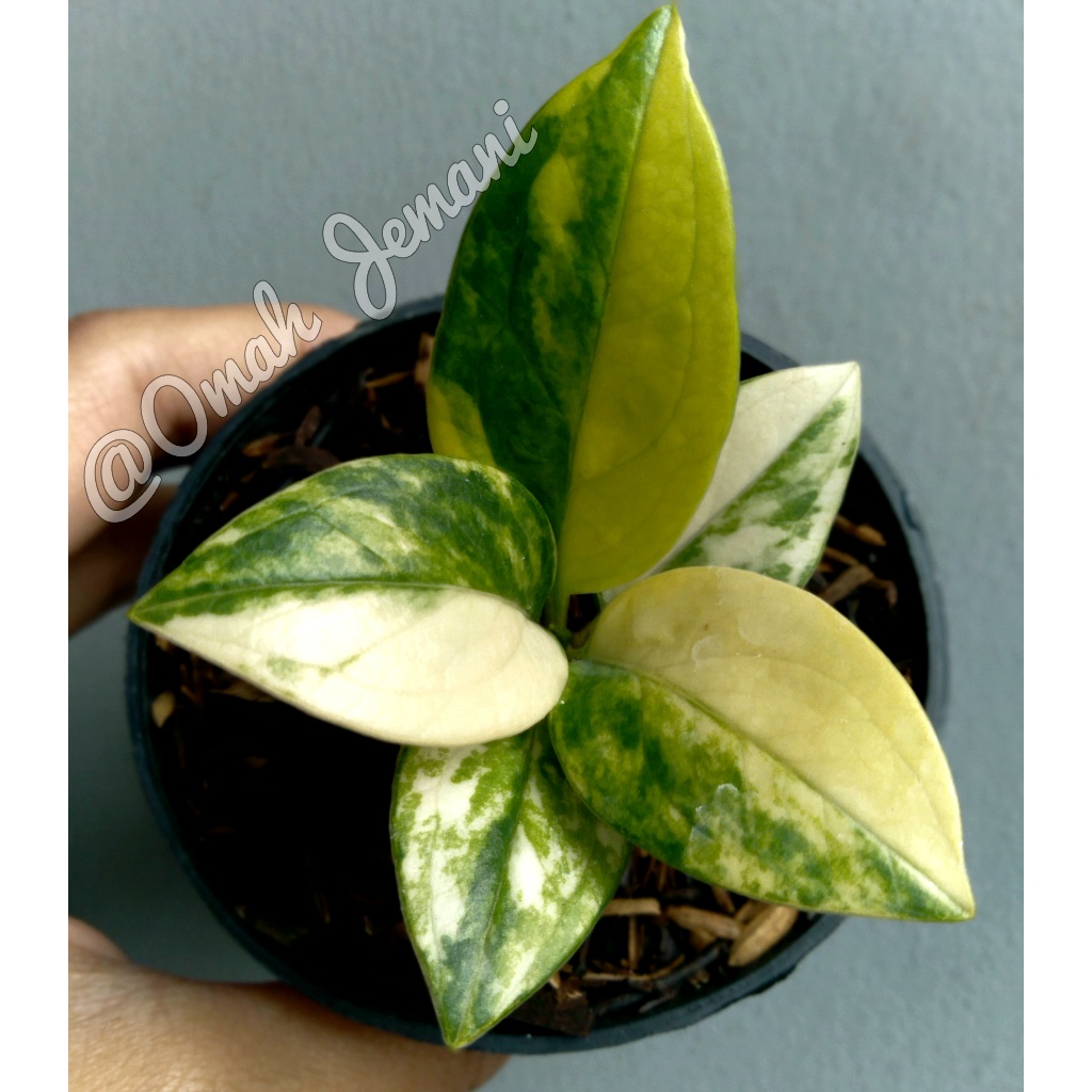 Jual Anthurium Jemani Variegata / Anthurium Jemani Varigata / Jemani ...