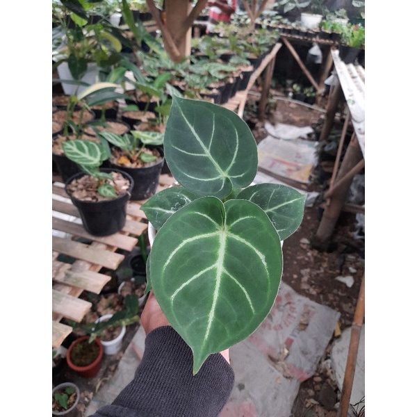 Jual anthurium Dressleri Hybrid | Shopee Indonesia