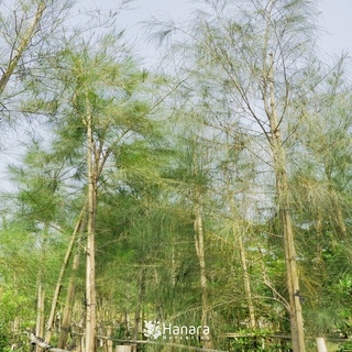Jual Casuarina junghuhniana - Cemara angin - pohon instan/instant tree ...