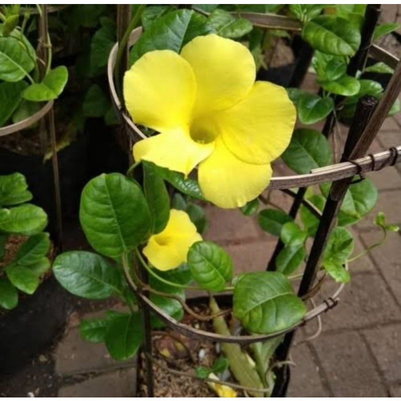 Jual Bibit tanaman bunga alamanda kuning/Bunga alamanda (Bunga terompet ...