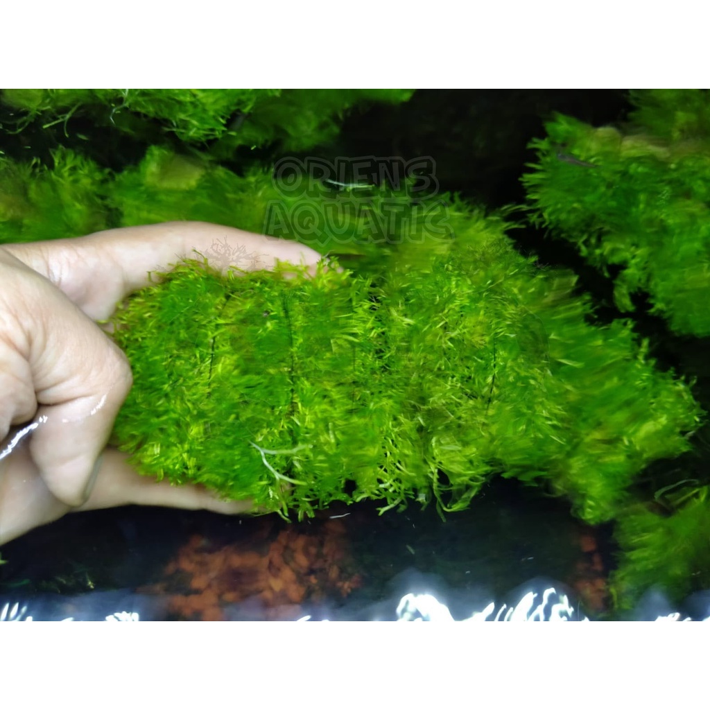 Jual Tanaman Aquascape - Moss Riccia / Ricia Fluitans (Media Pakis ...