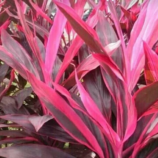 Jual Tanaman hias hanjuang merah | Shopee Indonesia