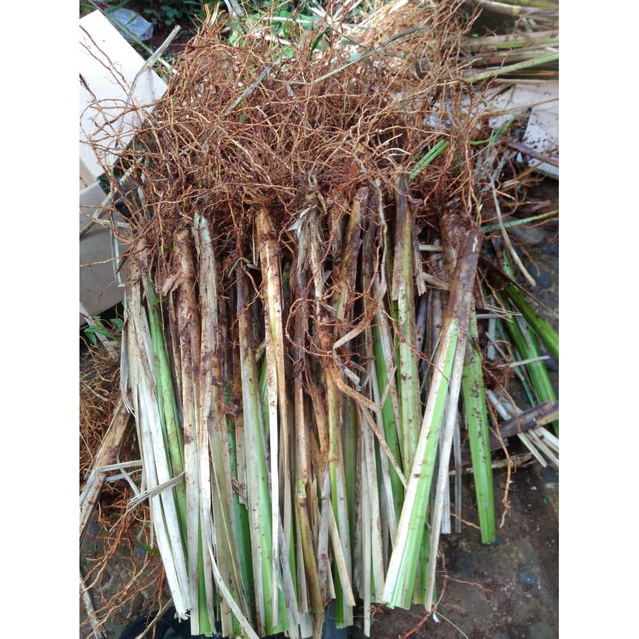 Jual rumput vetiver tanaman akar wangi rumput anti longsor | Shopee ...