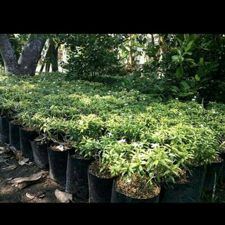 Jual PROMO Rombusa hijau/ Bunga Sabrina Murah | Shopee Indonesia