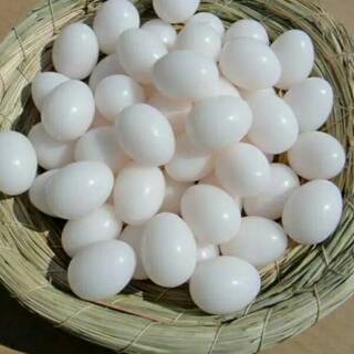 Jual Telur palsu burung merpati / telur merpati | Shopee Indonesia