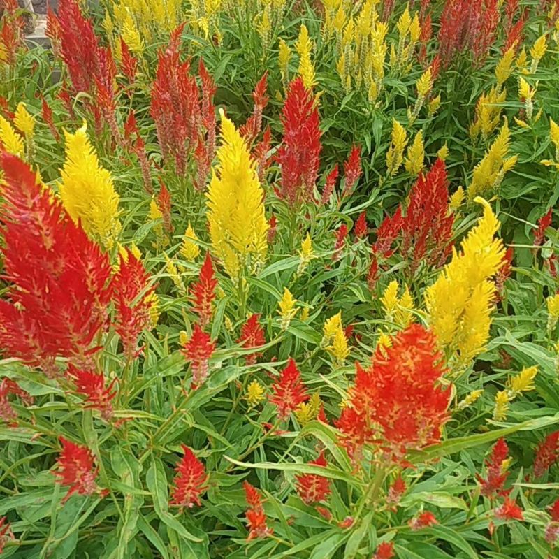 Jual Benih atau Biji Bunga Celosia Mix Kuning dan Merah 100 biji (bunga ...