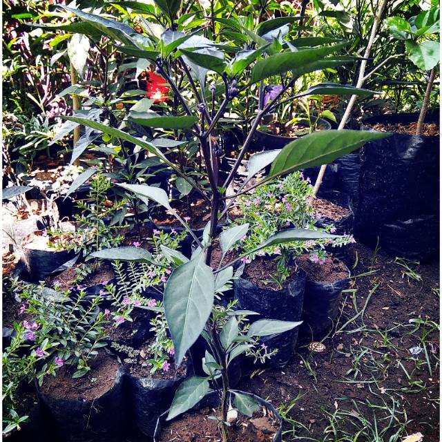 Jual tanaman cabe ungu(cabe jepang) | Shopee Indonesia