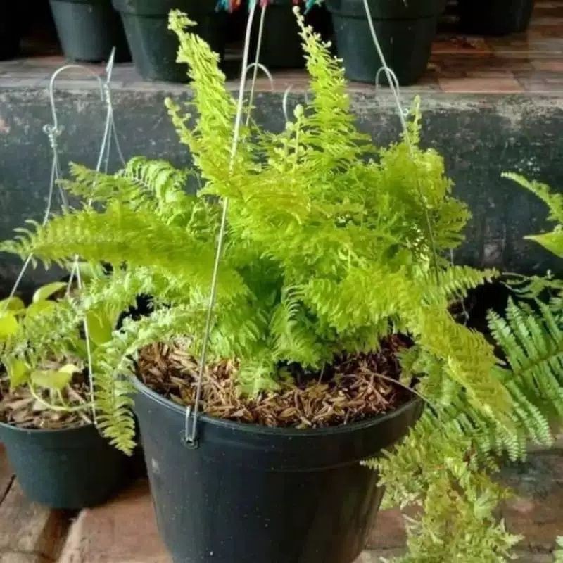 Jual pohon pakis Boston / tanaman hias | Shopee Indonesia