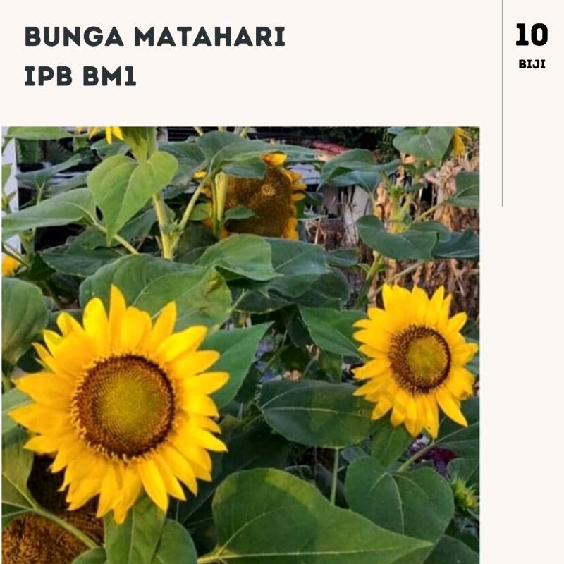 Jual Benihpedia Benih Bunga Matahari BM 1 IPB | Shopee Indonesia