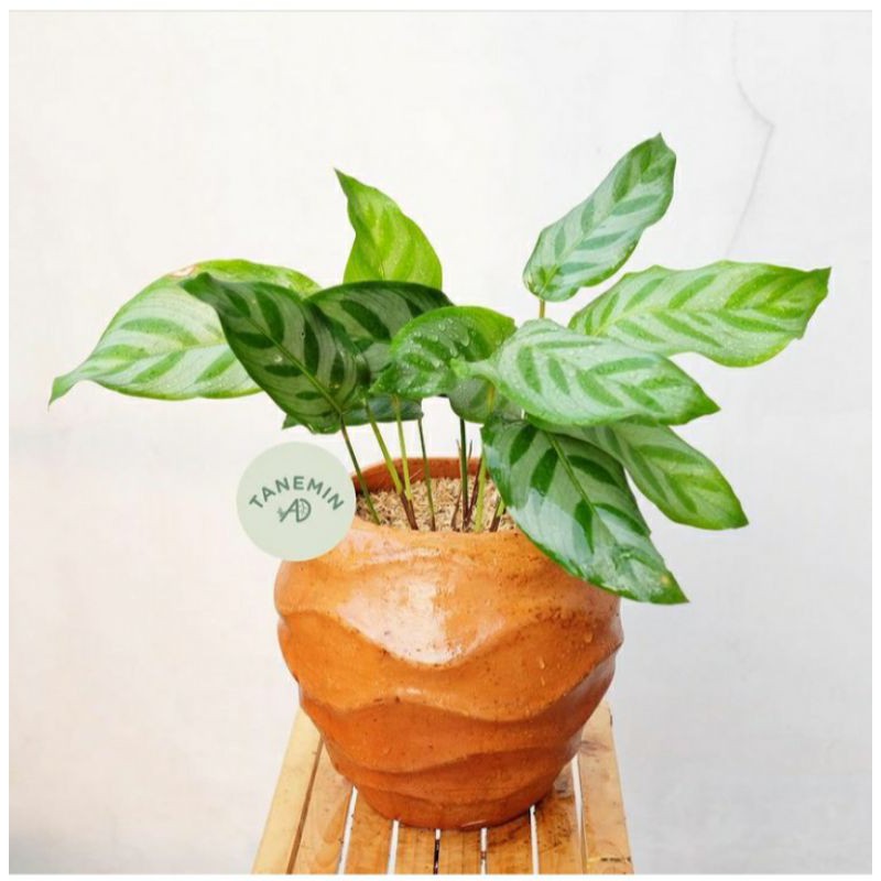 Jual Calathea/Kalatea Bella Carlina | Shopee Indonesia