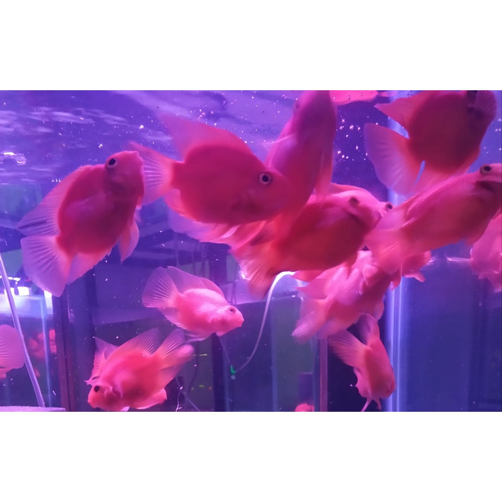 Jual Ikan Red Parrot Parrot Fish Ikan Kakatua Import | Shopee Indonesia