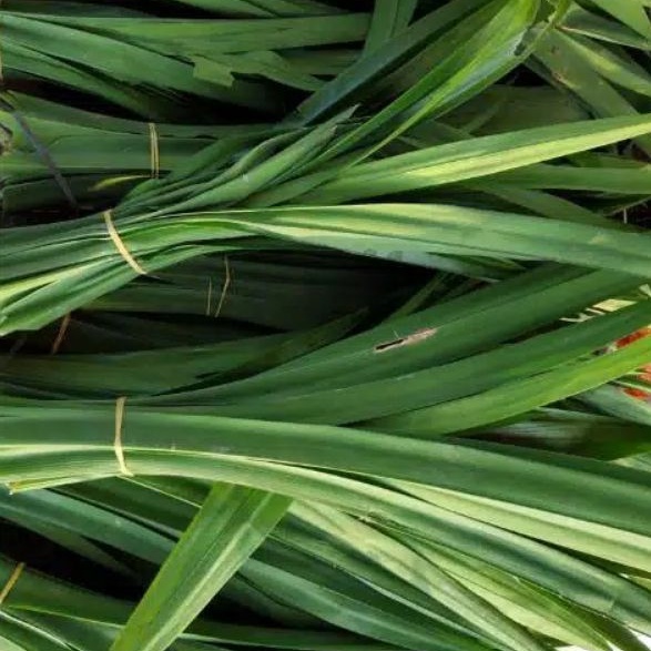 Jual daun pandan (1 ikat) | Shopee Indonesia