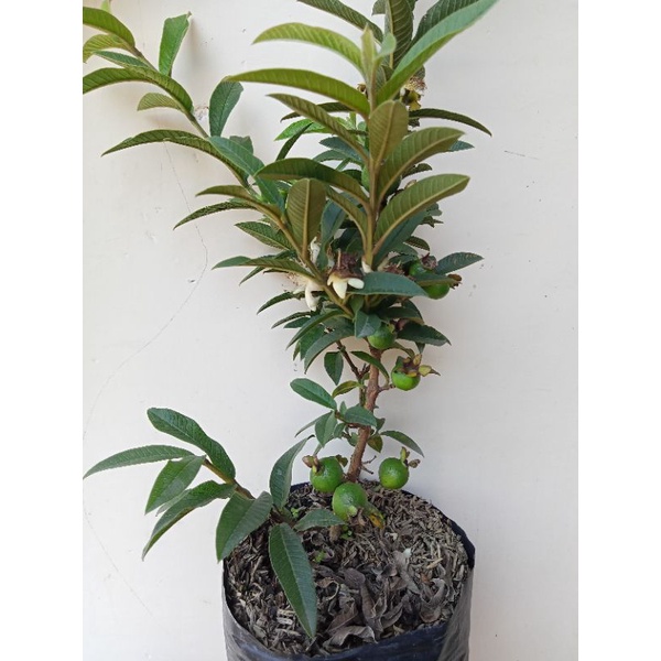 Jual Tanaman bibit pohon jambu alas mini | Shopee Indonesia