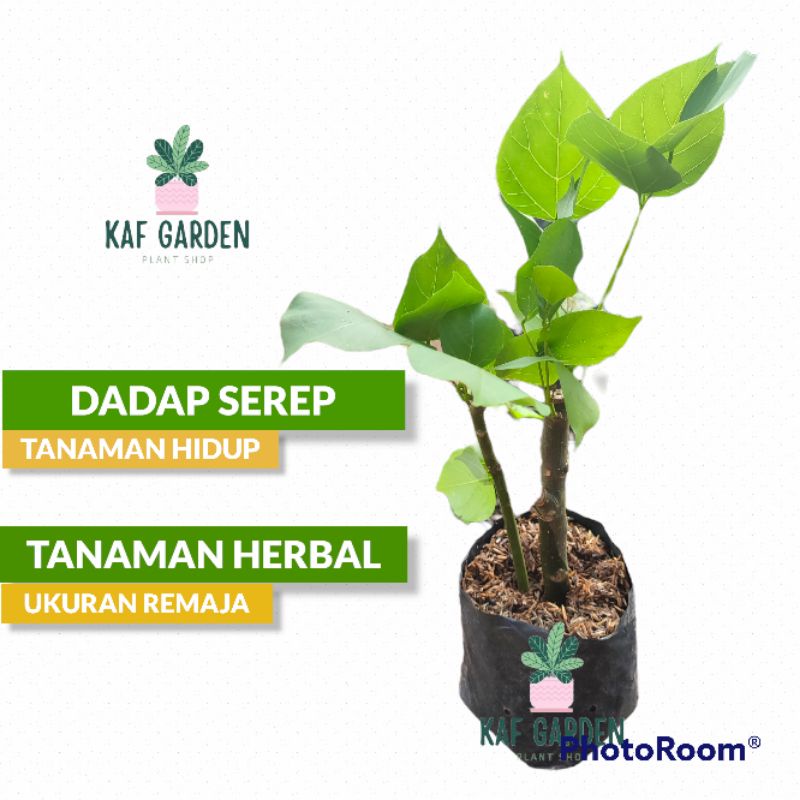 Jual Bibit Daun Dadap Serep Tanaman Herbal Daun Dadap Serep Pohon Dadap ...
