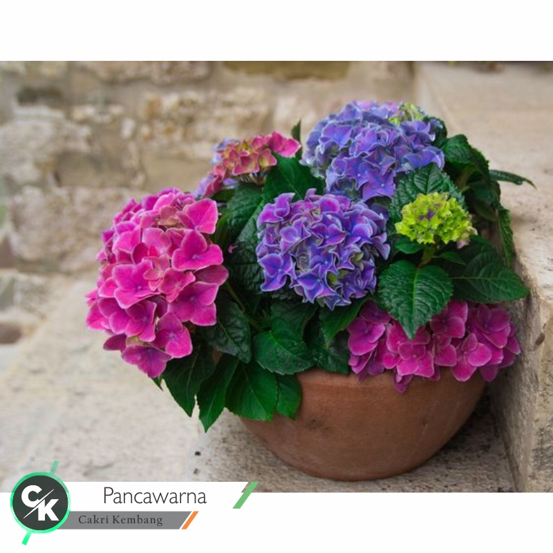 Jual Tanaman Hias Bunga Hortensia Holland Berbunga - Tanaman Pancawarna ...