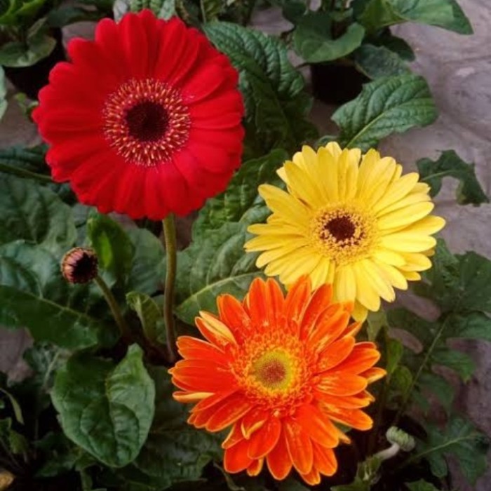 Jual paket tanaman bunga gerbera - bunga herbras 3warna | Shopee Indonesia