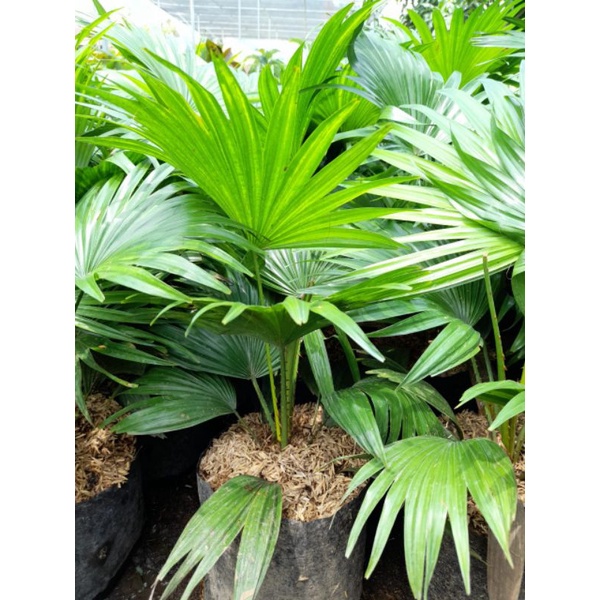 Jual Tanaman Palem Sadeng / Palem Bintang / Ritundifolia Fan Palm ...