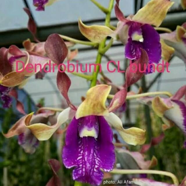 Jual Anggrek Dendrobium CL bundt x bumi menangis remaja Anggrek Dendrobium Keriting Melintir ...