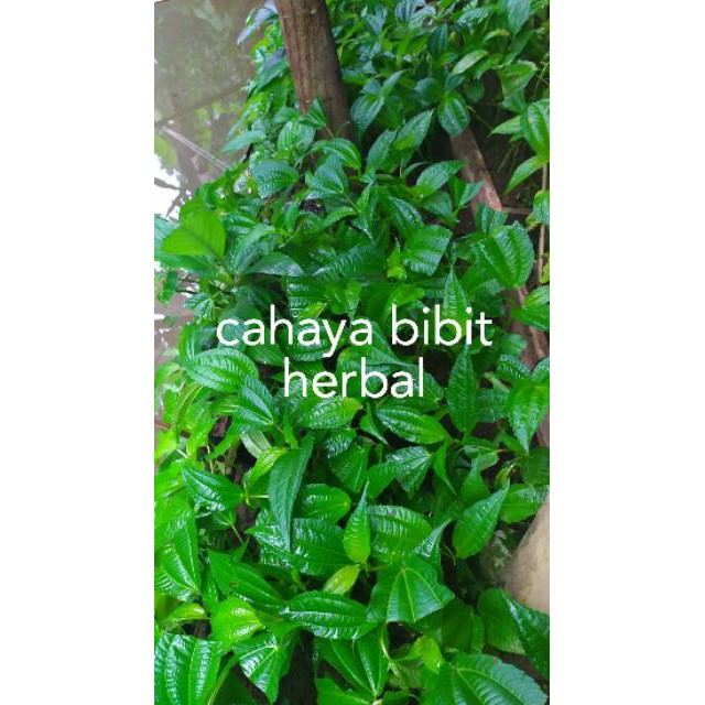 Jual cuddle shope Bibit tanaman pohon pohpohan organik poh pohan sehat ...