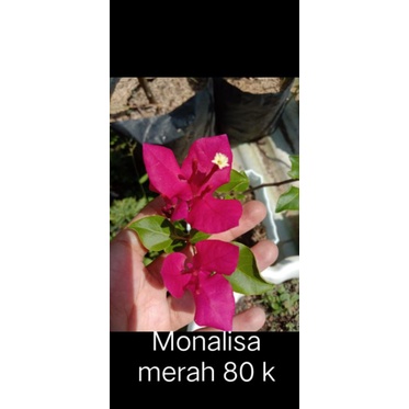 Jual bougenville monalisa merah | Shopee Indonesia