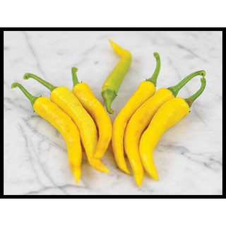 Jual Bibit Benih Biji Cabe Kuning Yellow Long Pepper - Benih Tanaman ...