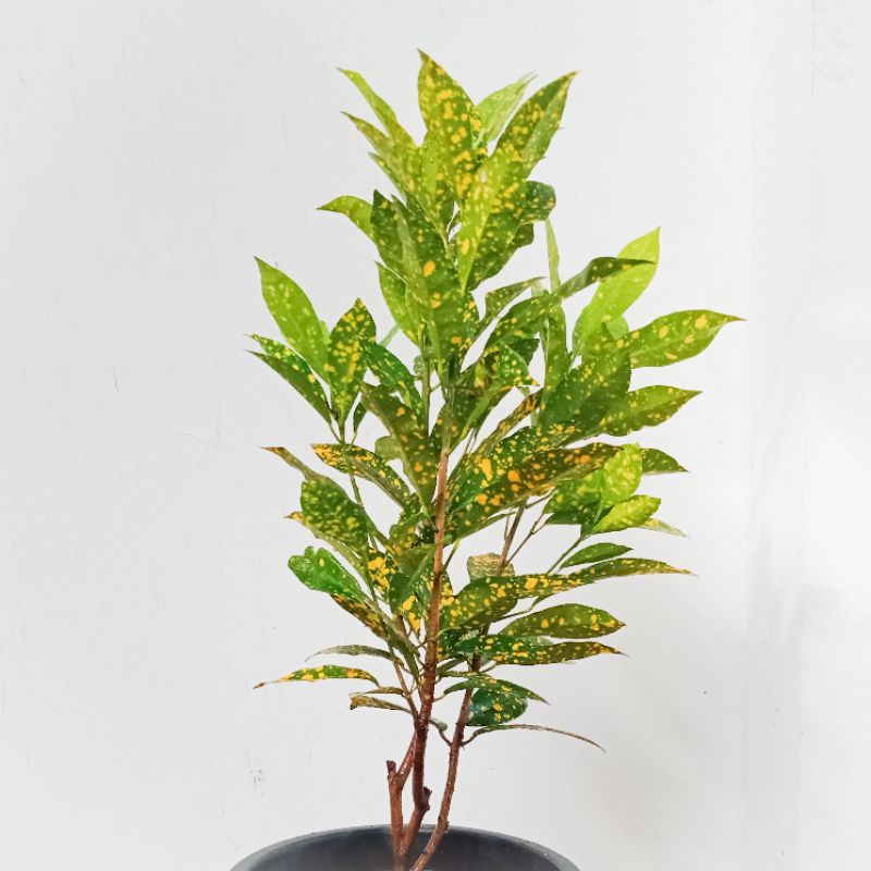 Jual Tanaman hias puring bintik kuning murah | Shopee Indonesia