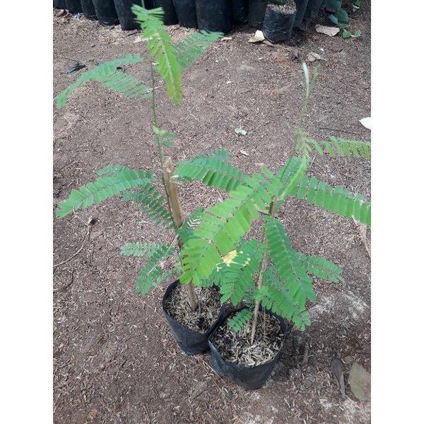 Jual Tanaman herbal daun saga-pohon saga | Shopee Indonesia