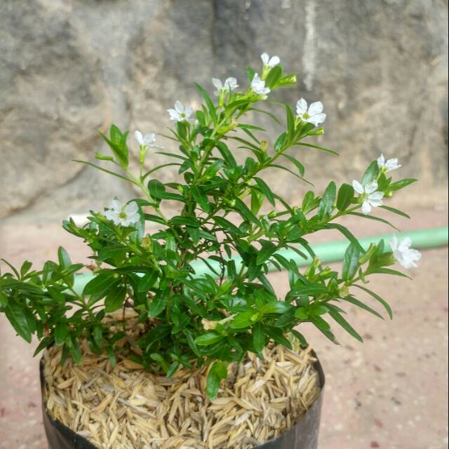 Jual Tanaman hias taiwan beauty | Shopee Indonesia