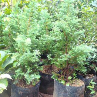 Jual Tanaman Hias Bibit Pohon Cemara Papua | Shopee Indonesia