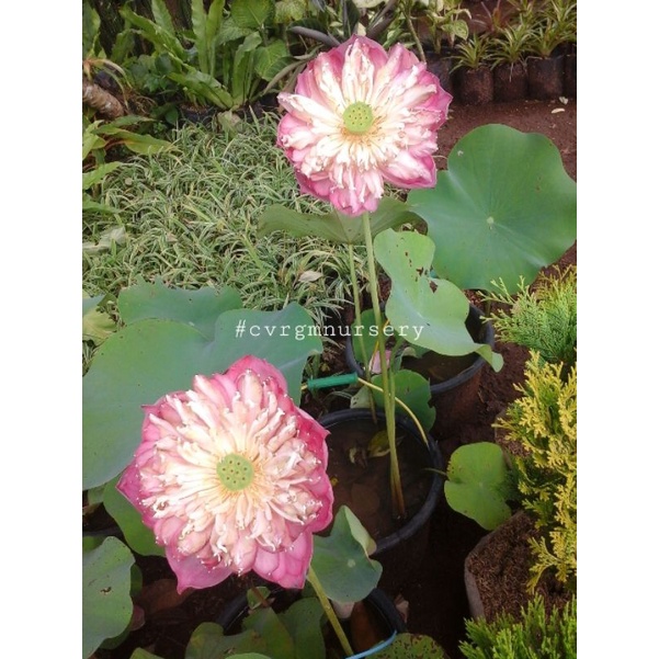 Jual Tanaman lotus,Tanaman air,Tanaman aquascape,Lotus,Nelumbo nucifera ...