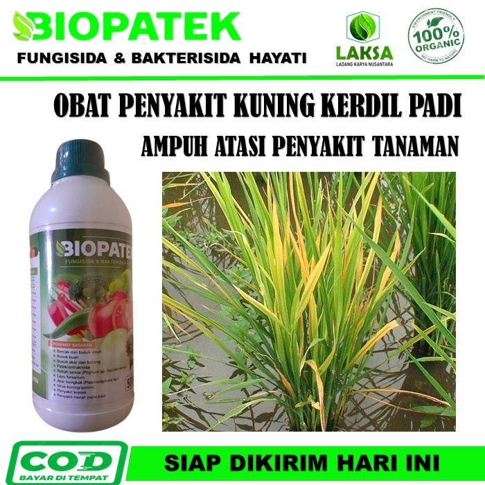 Jual (PROMO MURAH) FUNGISIDA Obat Padi Kerdil Daun Kuning Terbaik ...