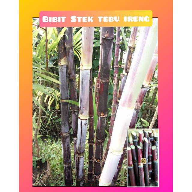 Jual Tebu ireng asli ( 3 batang + bonus ) | Shopee Indonesia