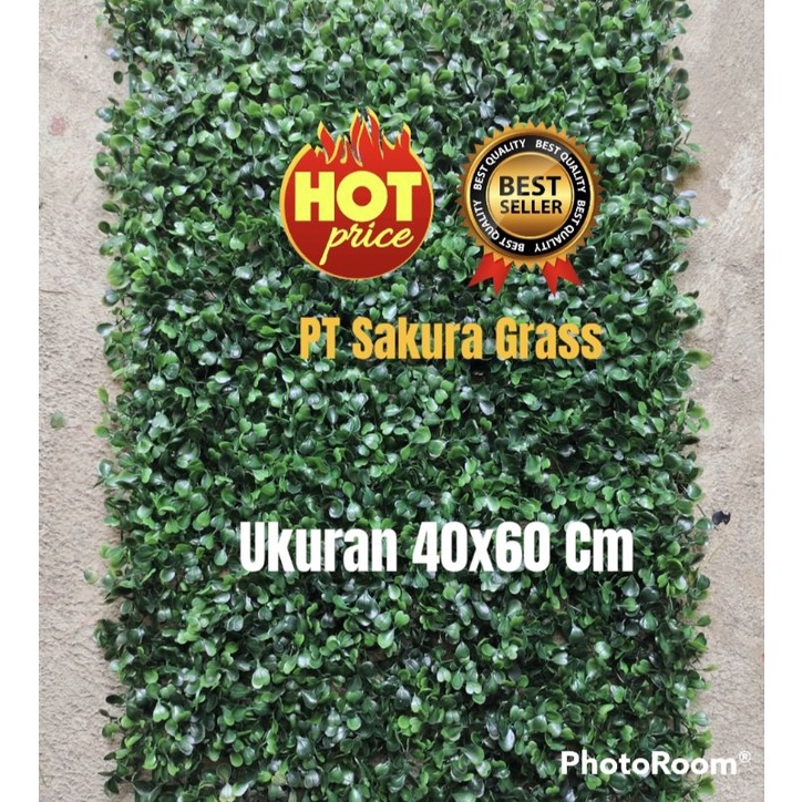 Jual PUSAT DAUN DOLAR - HIASAN DINDING - TANAMAN RAMBAT DOLAR UKURAN ...