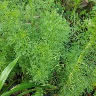 Jual Bibit Tanaman Adas Pulosari | Shopee Indonesia