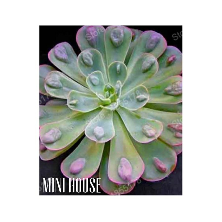 Harga Succulent Besar Terbaru Feb 2026 | BigGo Indonesia
