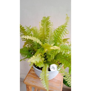 Jual Pakis Boston Rimbun | Tanaman Hias Teduh | Tanaman Purba Hutan ...