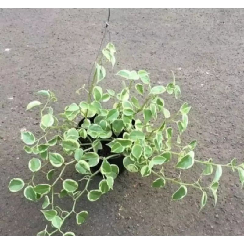 Jual Tanaman Sri Gading atau sirih China varigata | Shopee Indonesia