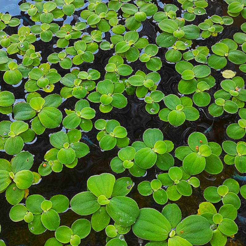 Jual daun apu-apu mini | Shopee Indonesia