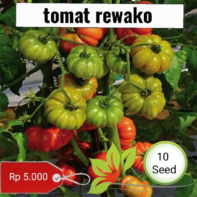 Jual tomat mawar - benih biji bibit tanaman tomat | Shopee Indonesia