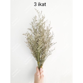 Jual bunga CASPEA/caspia/kaspia kering dried lover grass flower ...
