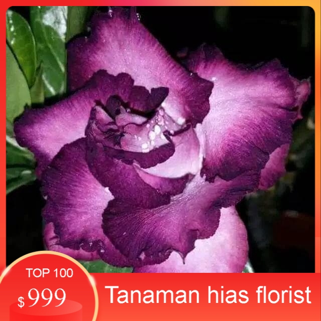 Jual Bibit Tanaman Hias Adenium Bunga Ungu Shopee Indonesia