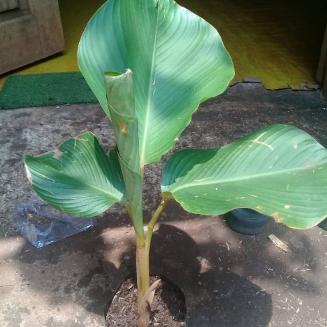 Jual Pohon kalatea pisang | Shopee Indonesia