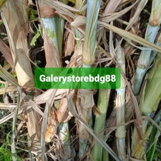 Jual Jual bibit tebu gajah bibit gelagah atau rumput gajah / kaso 500 ...