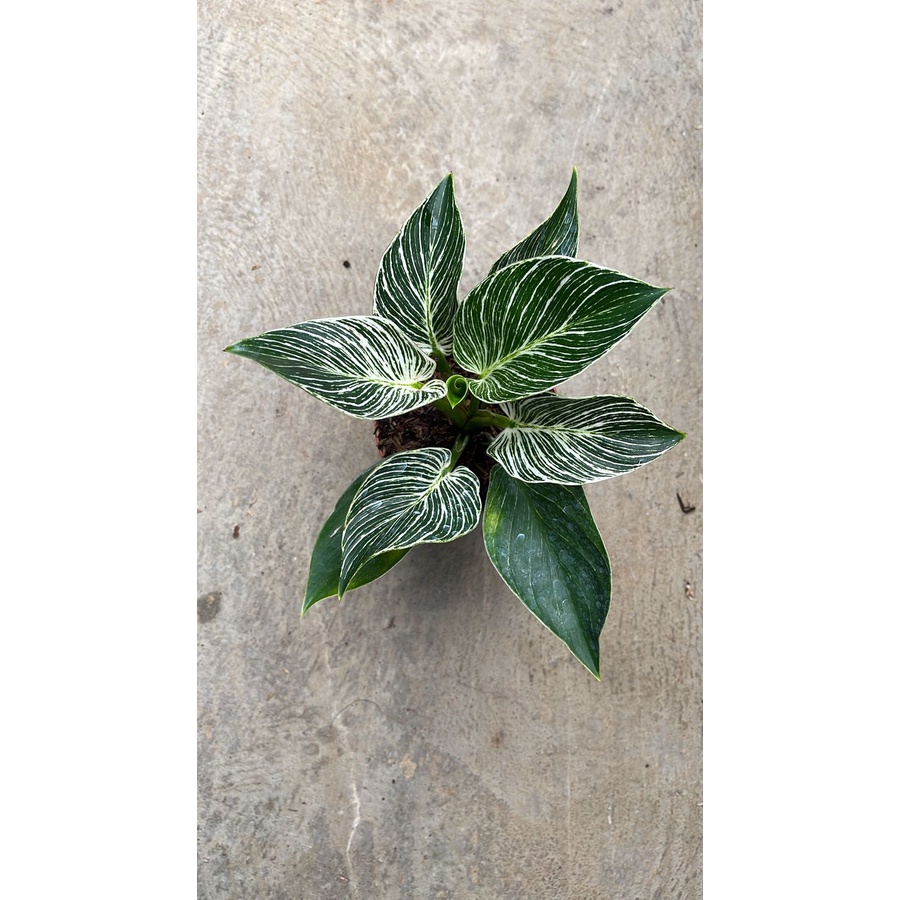 Jual bunga Pilo birkin | Shopee Indonesia