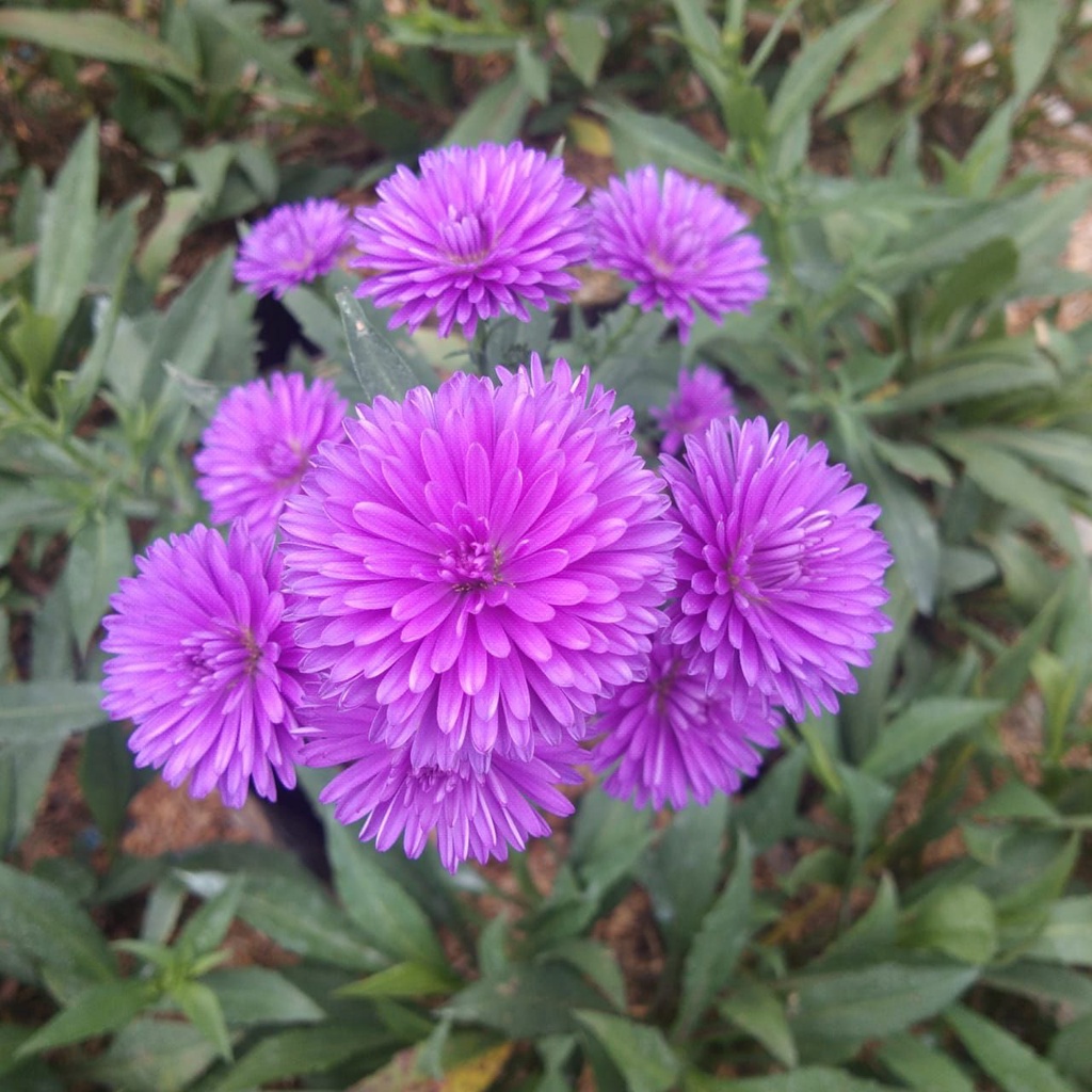 Jual Bunga Pikok (warna random) | Shopee Indonesia