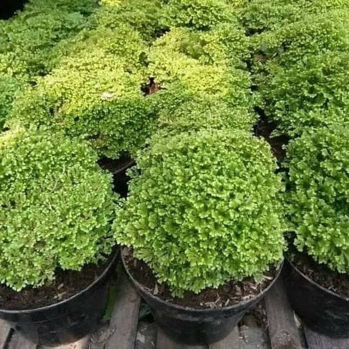Jual PROMO!! Tanaman Hias Ande-ande Lumut atau Lumut Ambon . | Shopee ...